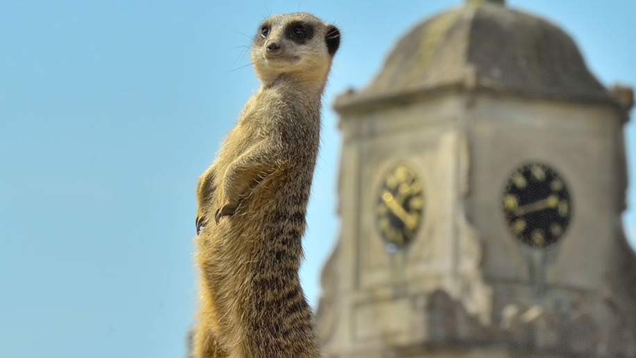 Longleat - Places to go | Lets Go With The Children