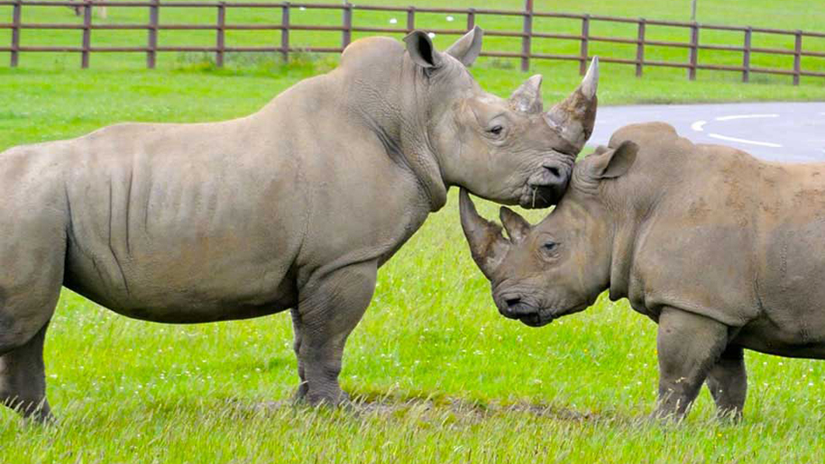 Longleat - Places to go | Lets Go With The Children