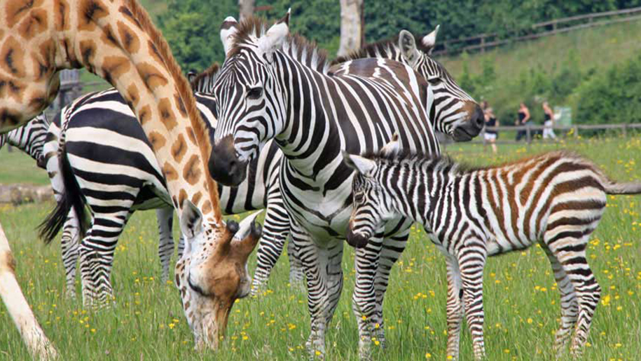 Longleat - Places to go | Lets Go With The Children