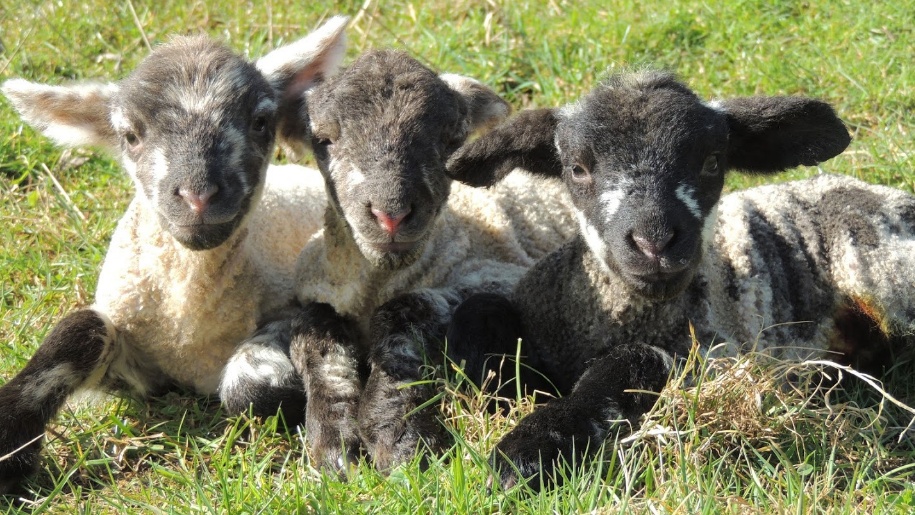 Roves Farm - Places to go | Lets Go With The Children