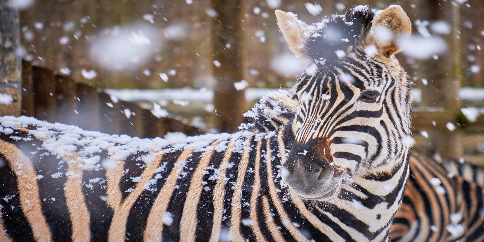 Paradise-Wildlife-Park-animals-in-snow-Zebra x 2000x1000 v1 | Lets Go ...