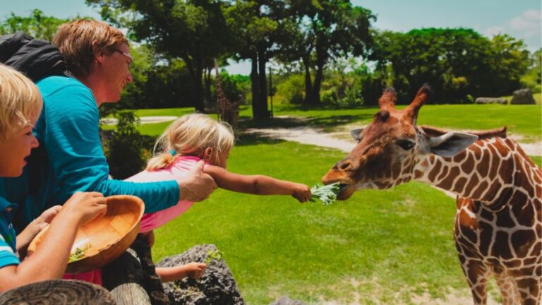 Activ Camps | Lets Go With The Children