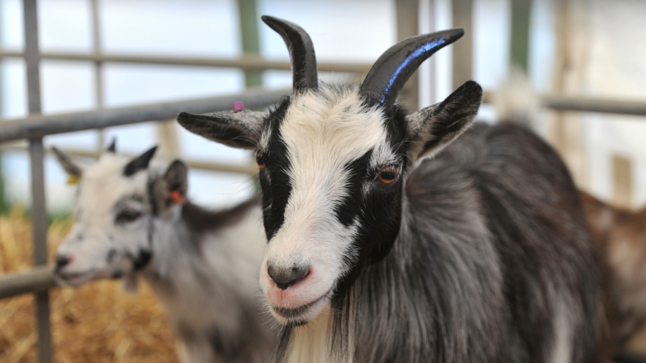 The Royal Three Counties Show - Events | Lets Go With The Children
